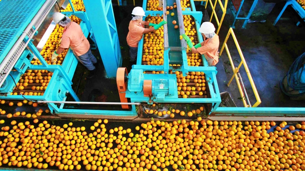 Cutrale investe R$ 500 milhões no plantio de 5 mil hectares de laranja ...